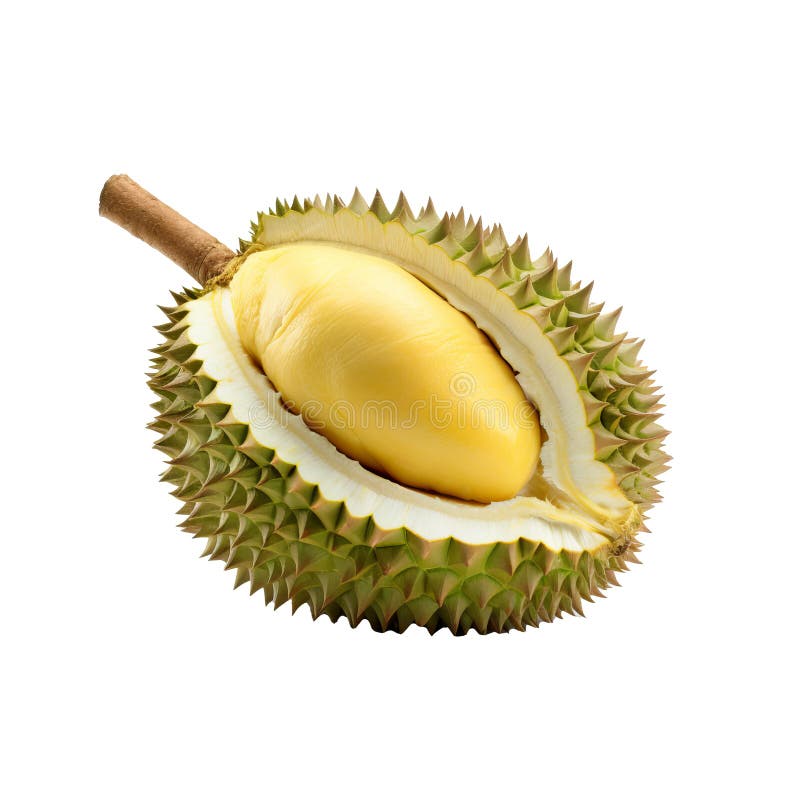 Whole Durian Fruit with Spiky Shell Shown in Sharp Detail Isolated on a ...