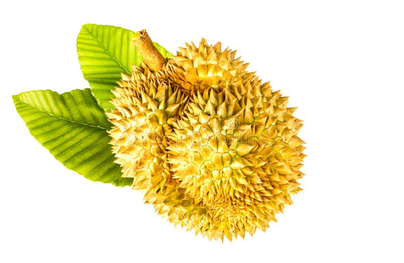 The Whole Durian. Hard and Sharp Spines. Stock Image - Image of durian ...