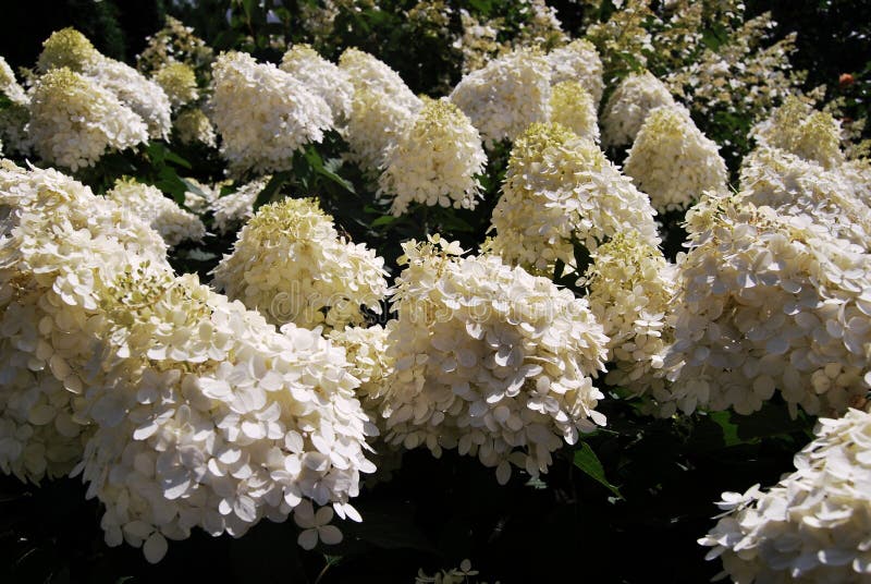 A Whole Field of Hydrangeas. Stock Image - Image of flowers, summer ...