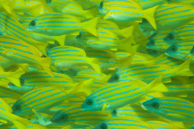 Whole Frame of Shoal of Bluestripe Snapper Fish Stock Image - Image of ...