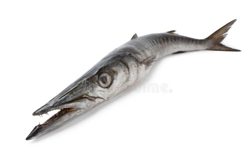 3,005 Barracuda Fish Stock Photos - Free & Royalty-Free Stock Photos ...