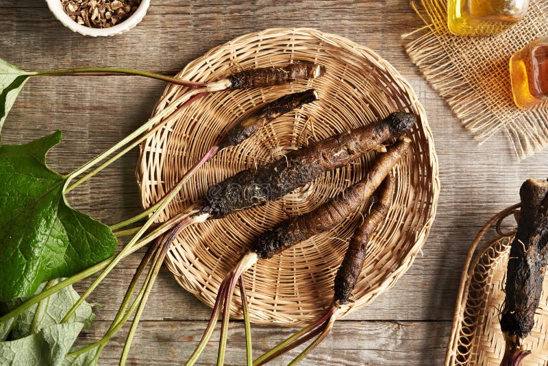 Whole Fresh Burdock Root on a Table Stock Illustration - Illustration ...