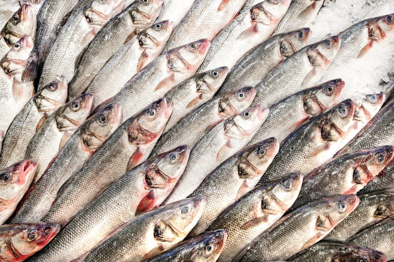 Fresh Chilled Mackerel at Seafood Supermarket Stall. Aquaculture ...