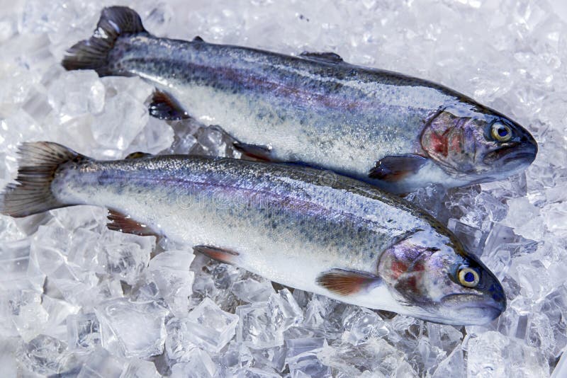 Whole fresh fish trout stock image. Image of white, fish - 57911069