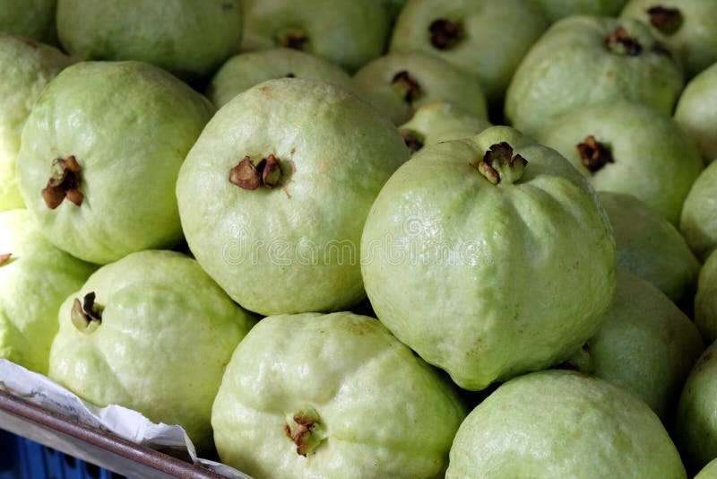 Whole fresh guava closeup stock image. Image of tropical - 61847787