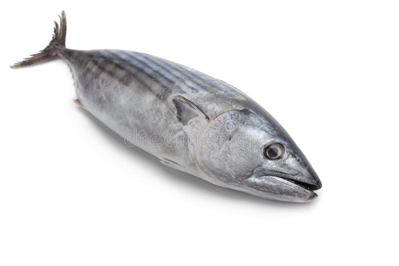 Little Tunny Catch Tuna Fish Seafood Stock Image - Image of natural ...