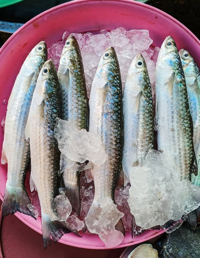 Whole Fresh Raw Grey Mullet Fish (Selective Focus) Stock Image - Image ...