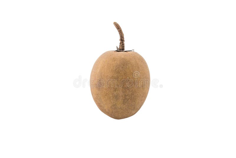 Whole Sapodilla Fruits stock photo. Image of fruit, attached - 150541910