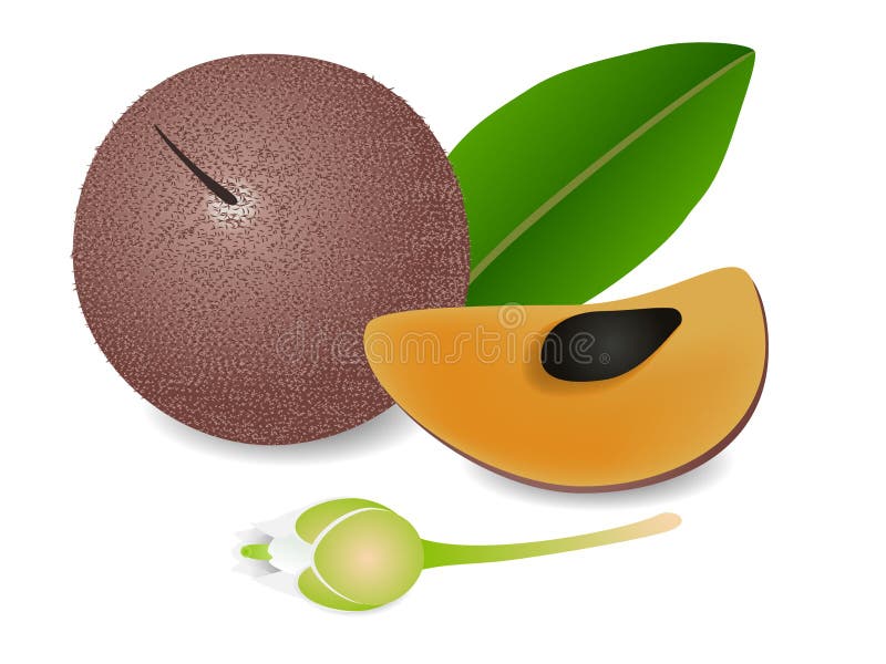 Sapota Fruit Stock Illustrations – 273 Sapota Fruit Stock Illustrations ...