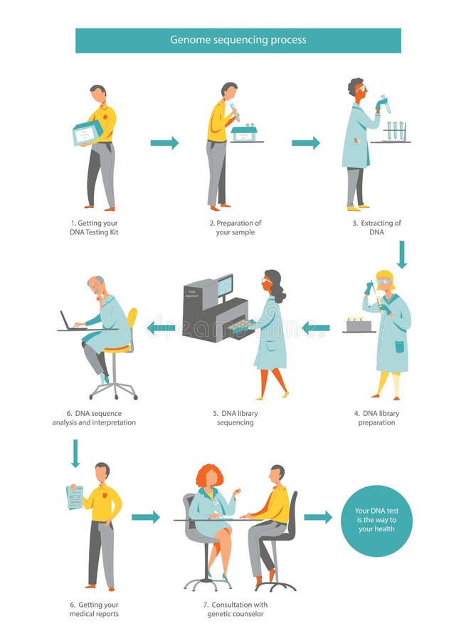 DNA Test, Whole Genome Sequencing Workflow Stock Vector - Illustration ...