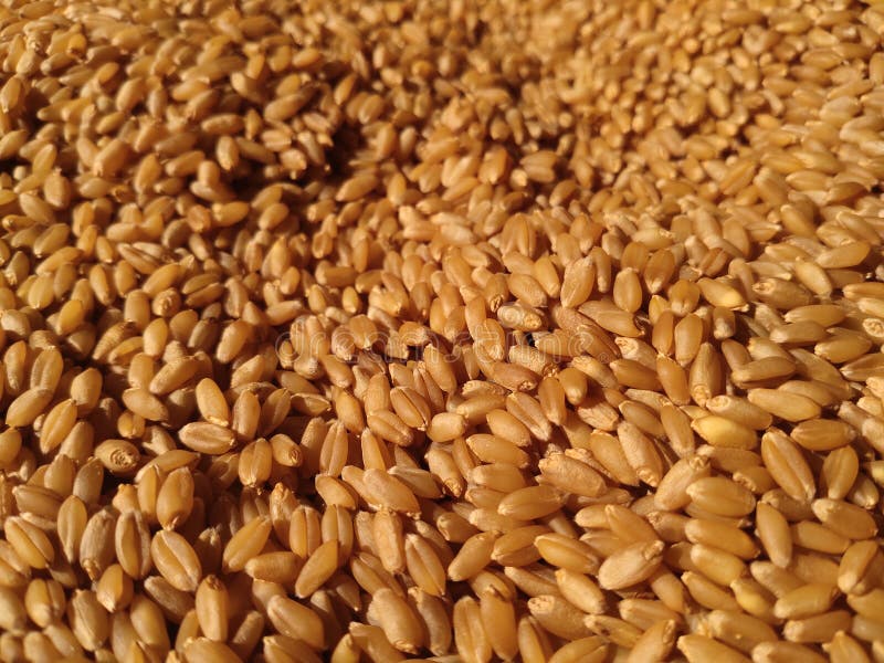 Whole grain raw wheat stock photo. Image of plant, crop - 185611270