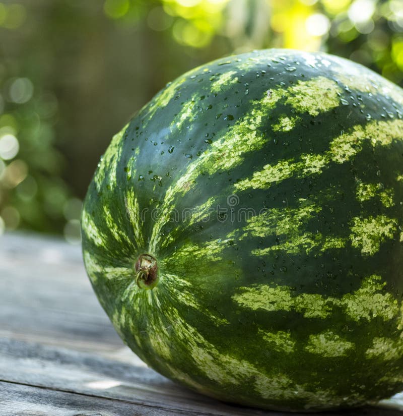 Whole Green Watermelon on a Wooden Table Stock Photo - Image of ...