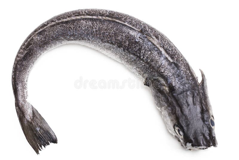 Whole hake fish isolated stock photo. Image of gastronomy - 116008842