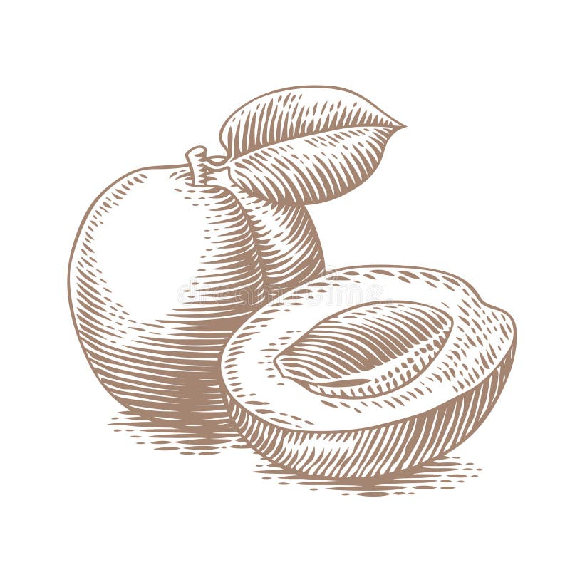 Apricot Kernel Drawing Stock Illustrations – 120 Apricot Kernel Drawing ...