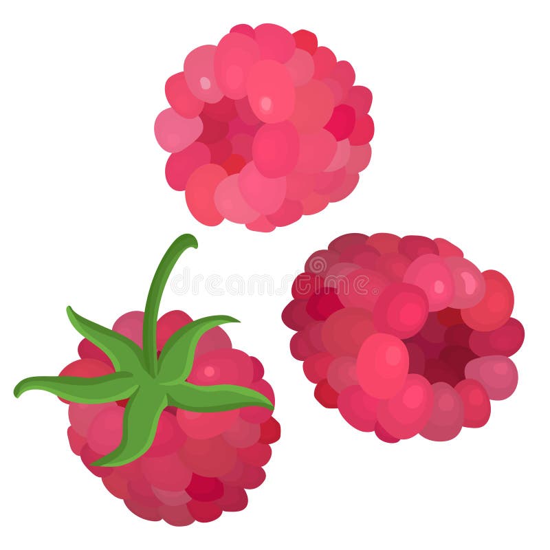 Half Raspberry Stock Illustrations – 820 Half Raspberry Stock ...