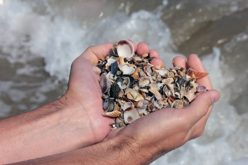 Whole Handful of Small Sea Shells Stock Image - Image of nice, vacation ...