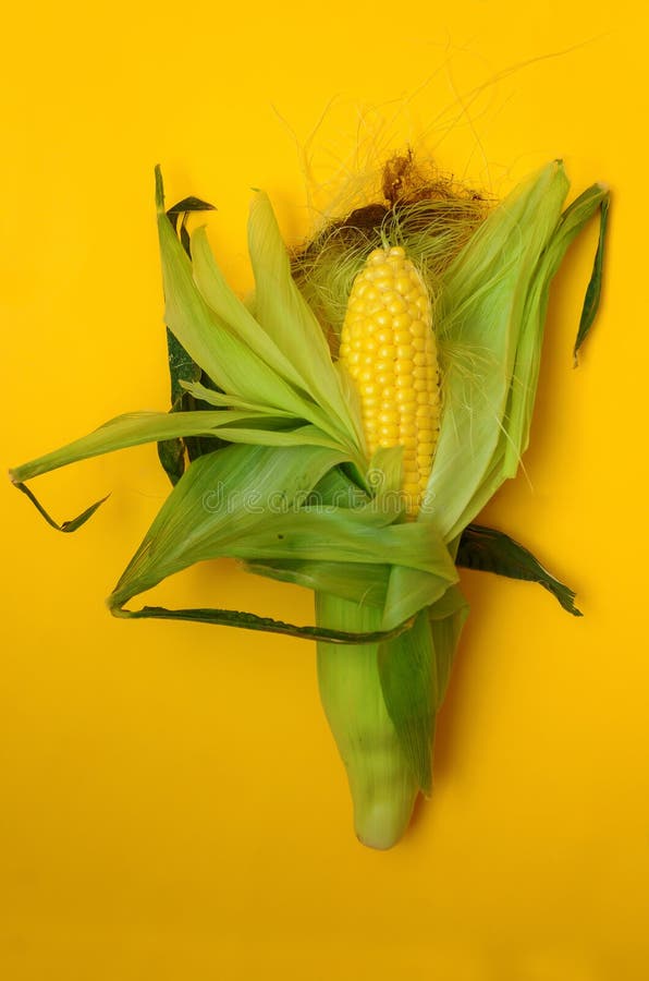 Whole Head of Corn in Clothes on a Yellow Background. Stock Image ...