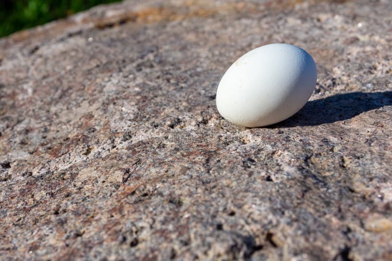 Whole Hens Egg Lying on a Rock in Sunshine Stock Photo - Image of ...