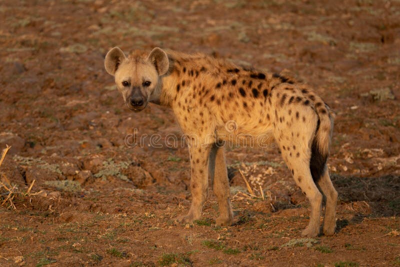 Hyena Side Profile stock photo. Image of crocuta, natural - 13644016