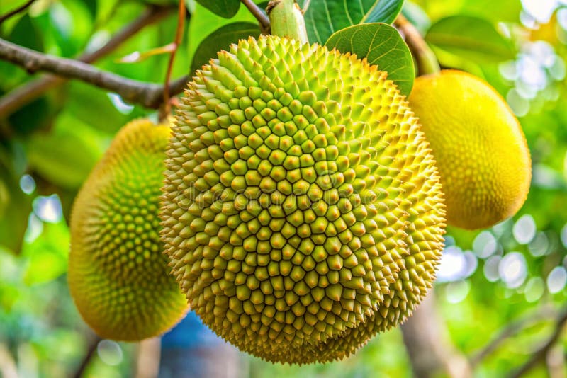 Whole Jackfruit Showing Its Unique Texture Stock Illustration ...
