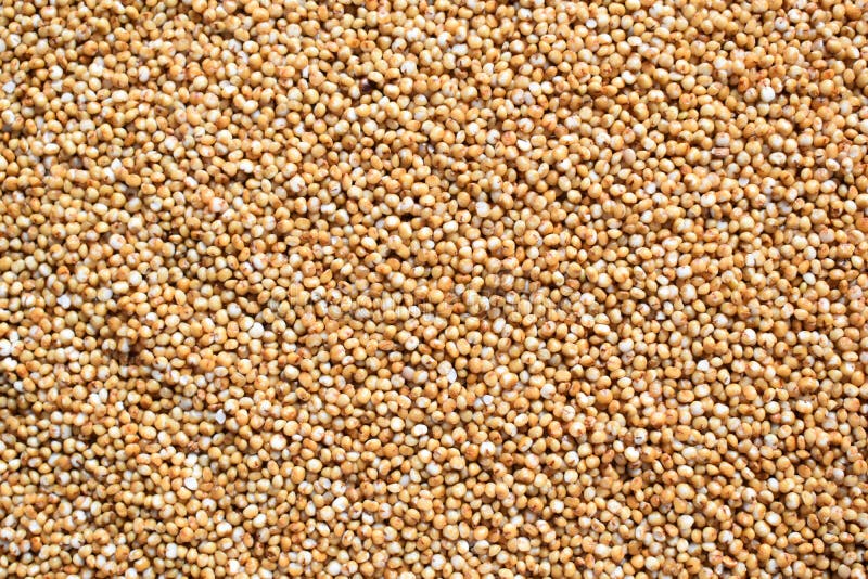 Whole Kodo millet stock image. Image of agriculture - 202631583