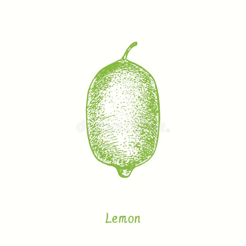 Whole Lemon Fruit. Ink Doodle Drawing Stock Vector - Illustration of ...