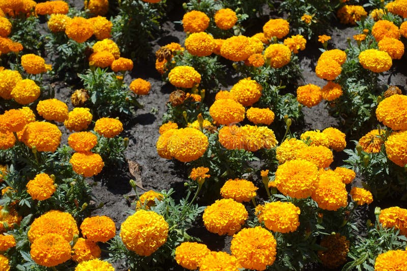 Whole Lot of Orange Flowers of Tagetes Erecta Stock Photo - Image of ...