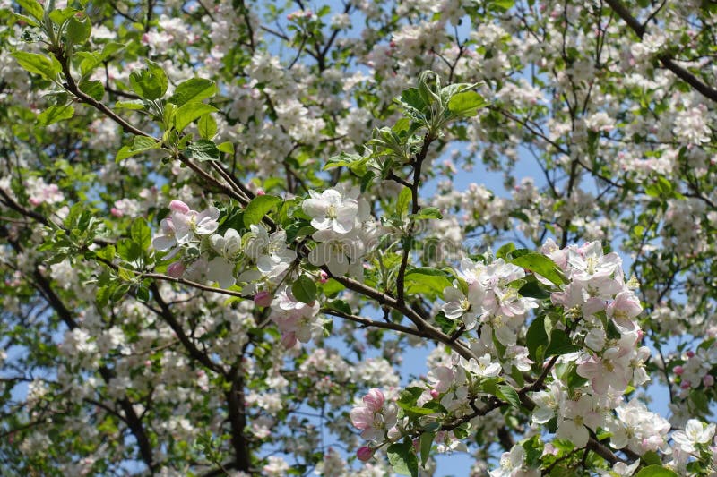 Whole Lot of Pinkish White Flowers of Apple in Mid April Stock Image ...
