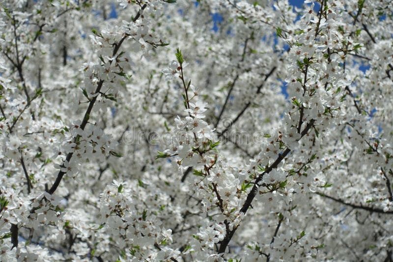 Whole Lot of White Flowers of Plum in April Stock Image - Image of ...