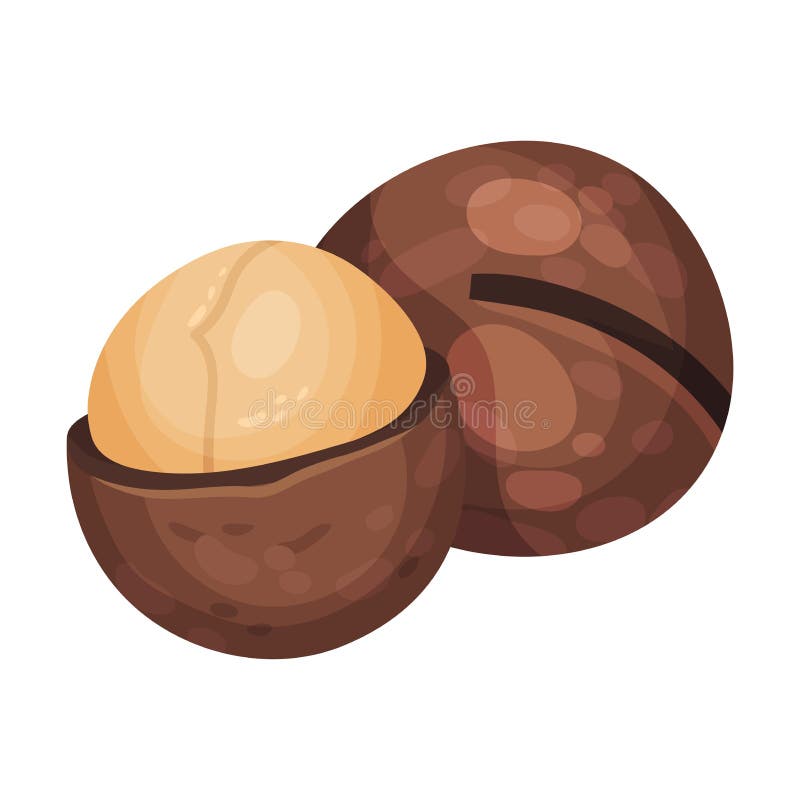 Whole Macadamia Nut and with Cracked Shell Vector Set Stock Vector ...