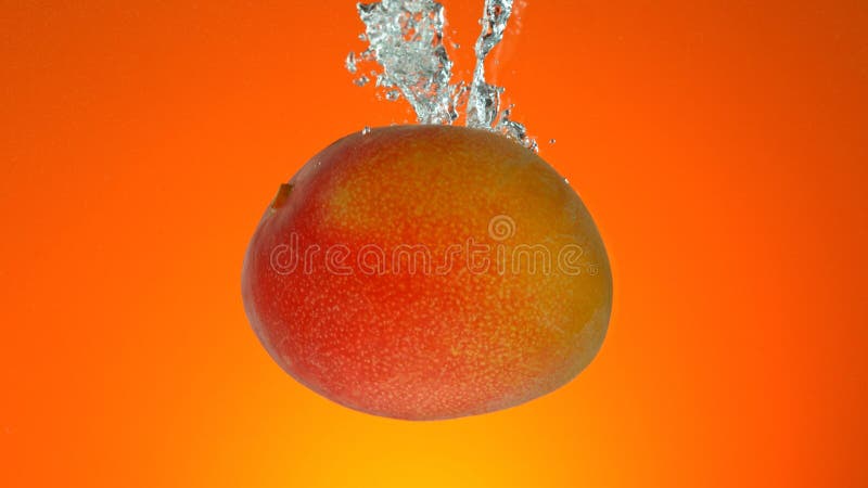 Whole Mango Fruit Falling into Water Stock Photo - Image of mango ...