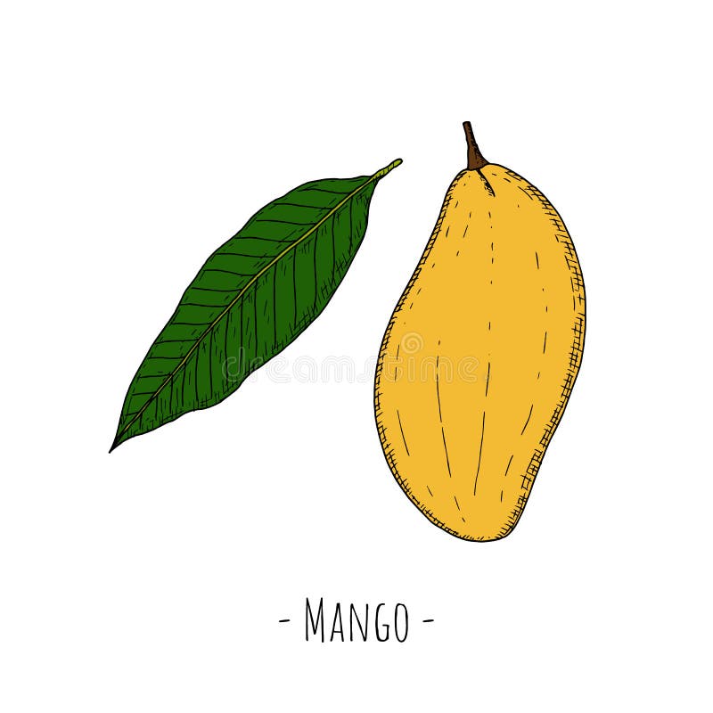 Whole Mango and Mango Leaf. Vector Cartoon Illustrations Stock Vector ...