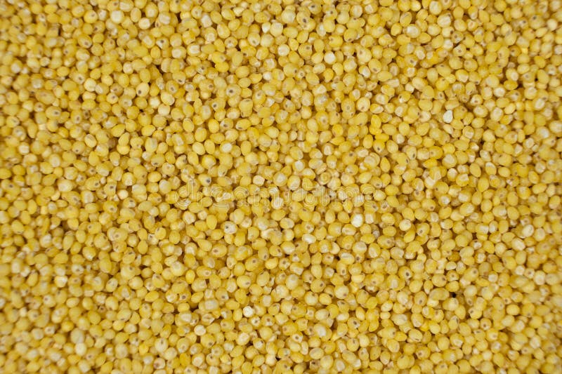 Whole Millet Grains Top View Macro Stock Image - Image of vertical ...