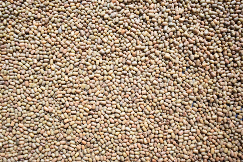Whole moth beans stock image. Image of grain, india - 220079389