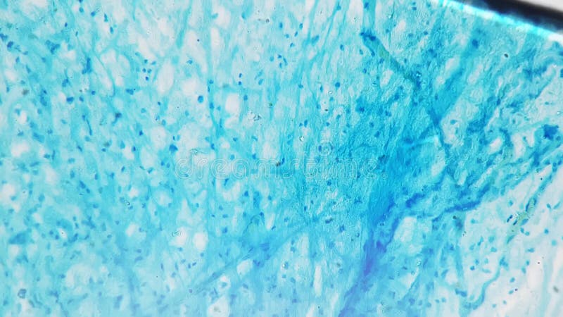 Motor Nerve Endings Whole Mount in the Pattern Filmed Under Microscope ...