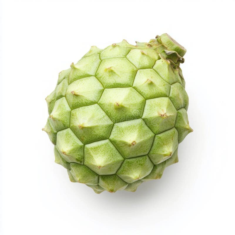 Fresh Green Noni Fruit stock illustration. Illustration of organic ...