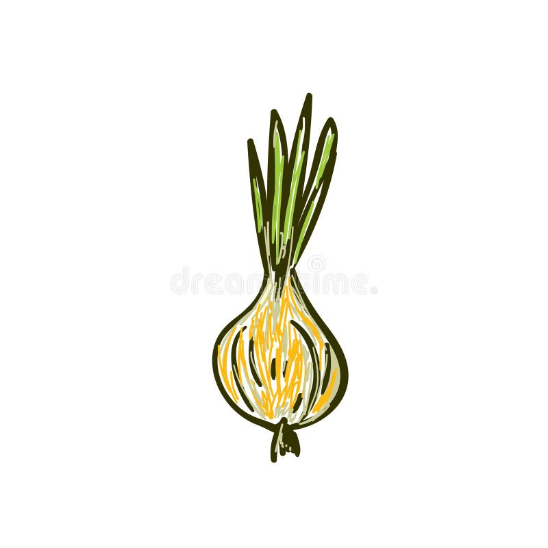 Whole Onion with Green Feathers. Vector Illustration Stock Vector ...