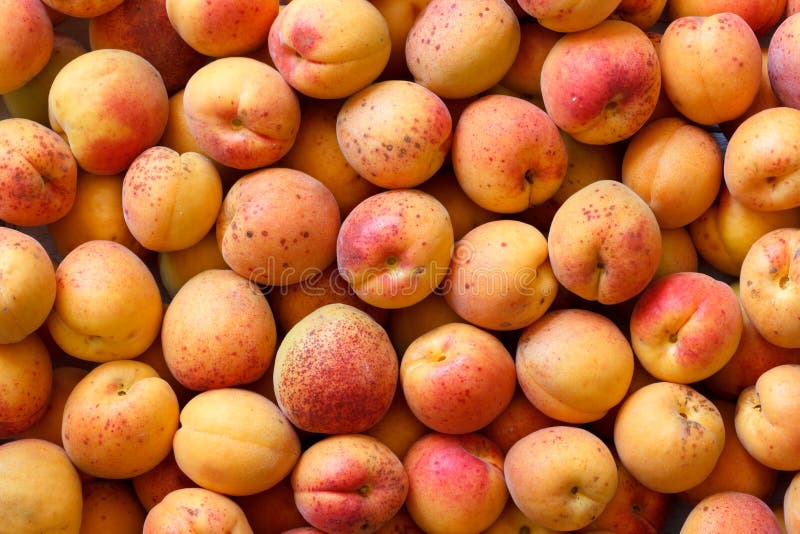 Whole Orange Apricots with Red Blush As a Background from Above. Stock ...