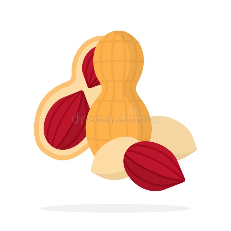 A Whole Peanut Nut, Half Peanuts and Peanuts Peeled Flat Isolated Stock ...