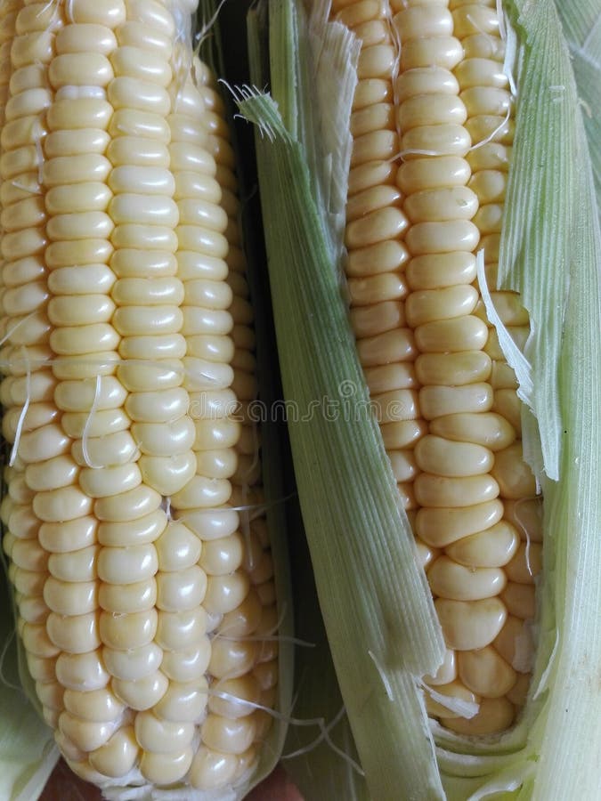Whole peel corn on table stock image. Image of diet - 180243655