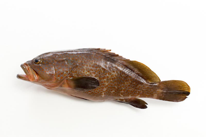 Whole Picture of Fresh Grouper Stock Photo - Image of creature, grouper ...