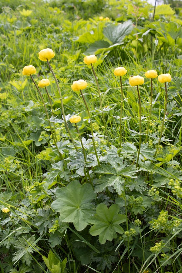 Whole Plant Group of Trollius Europaeus or European Globeflower Stock ...