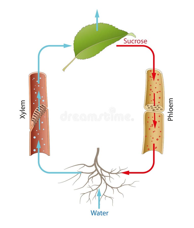 Metabolism and Transport in Plants. Transpiration Stock Illustration ...