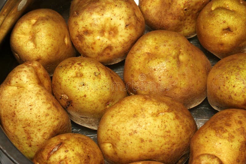 Whole potatoes stock image. Image of food, potato, nutrients - 1751905