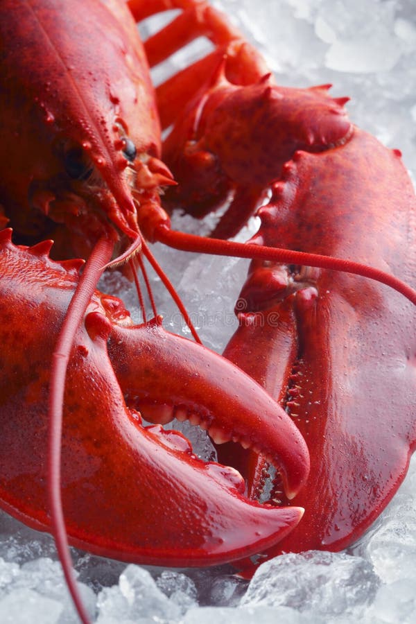 Whole red lobster stock image. Image of cooked, gourmet - 11334259