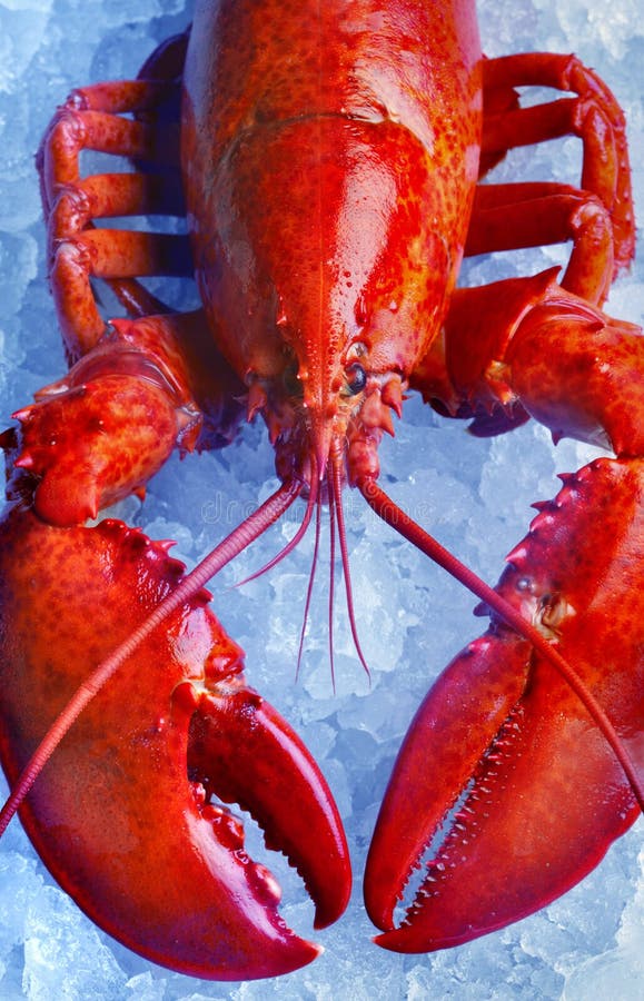 Whole red lobster stock image. Image of cooked, gourmet - 11334259