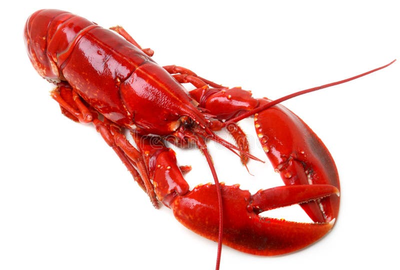 Whole red lobster stock image. Image of cooked, gourmet - 11334259
