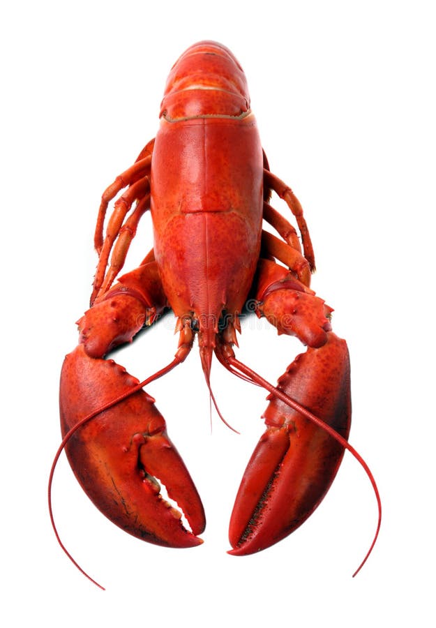 Whole red lobster stock image. Image of cooked, gourmet - 11334259