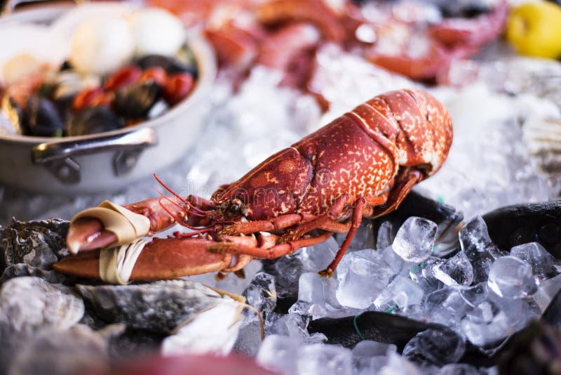 Lobster Shells Used As Window Decoration Stock Photo - Image of ...