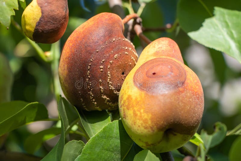 A Whole Rotten Pears Hangs on a Green Tree in the Garden Stock Photo ...